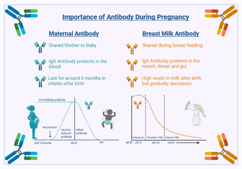 Vaccination and Pregnancy | Vaccine Knowledge Project
